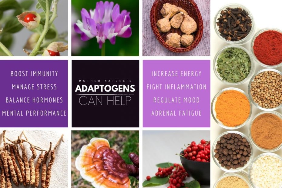 The Benefits of Adaptogens: What They Do and How to Use Them
